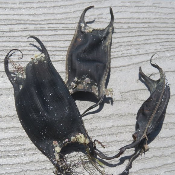 Gifts From The Sea and Other Treasures | Accents | Mermaids Purse Or ...